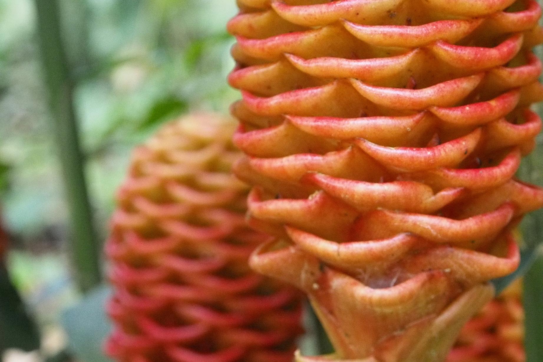 Costa Rica 2013 - Cartago et les jardins Lankaster