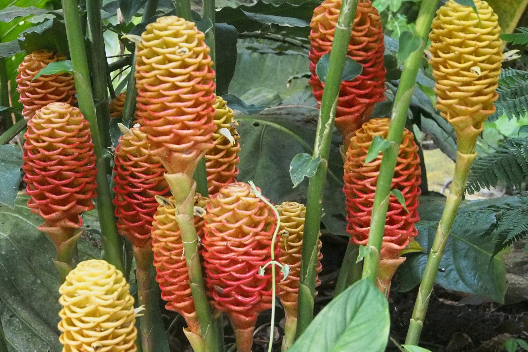 Costa Rica 2013 - Cartago et les jardins Lankaster